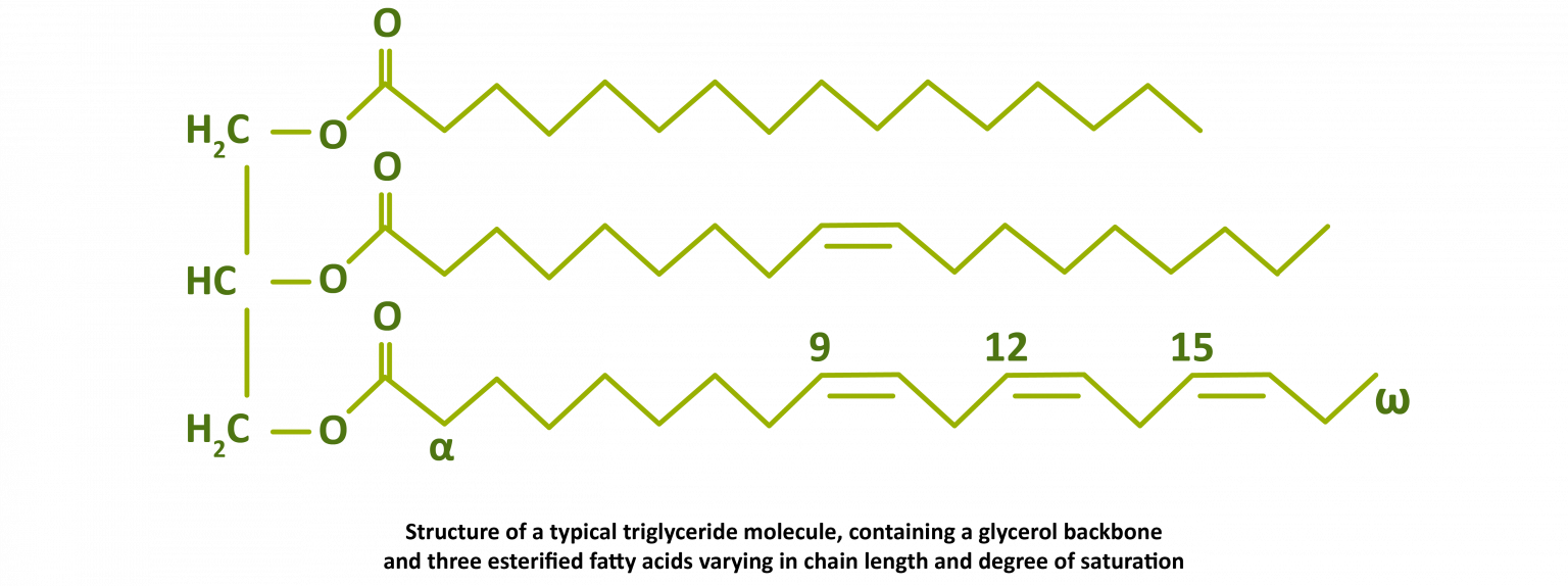 Triglycerides, triglyceride-rich lipoproteins and remnants ...