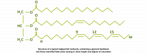 Triglycerides, triglyceride-rich lipoproteins and remnants ...
